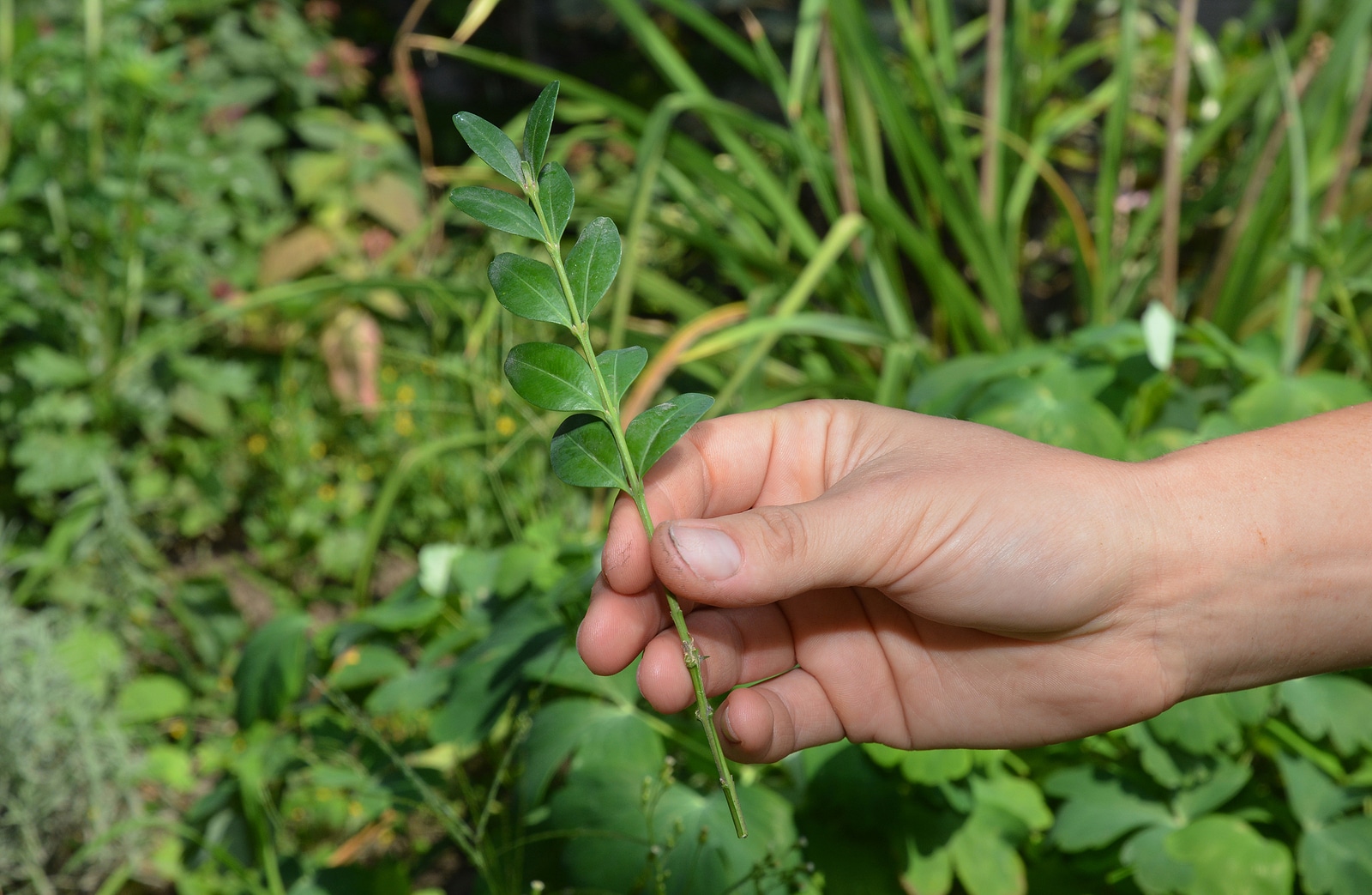 How to Grow a Hedge | Fast DIY Methods for Instant Landscaping