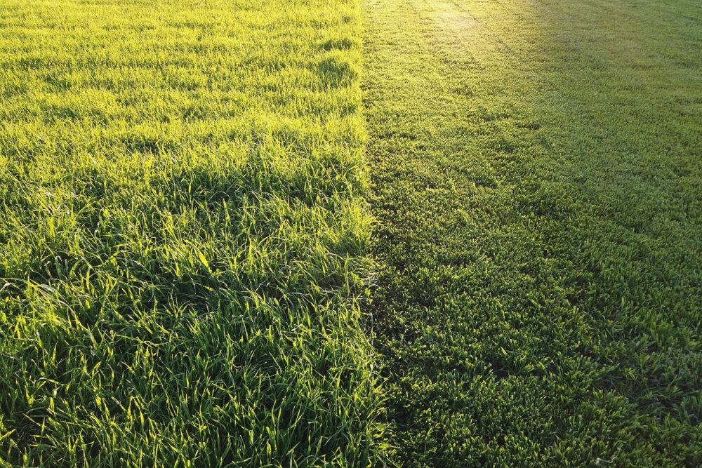 5 Common Lawn Care Myths Busted | Quick Tips for Your Lawn