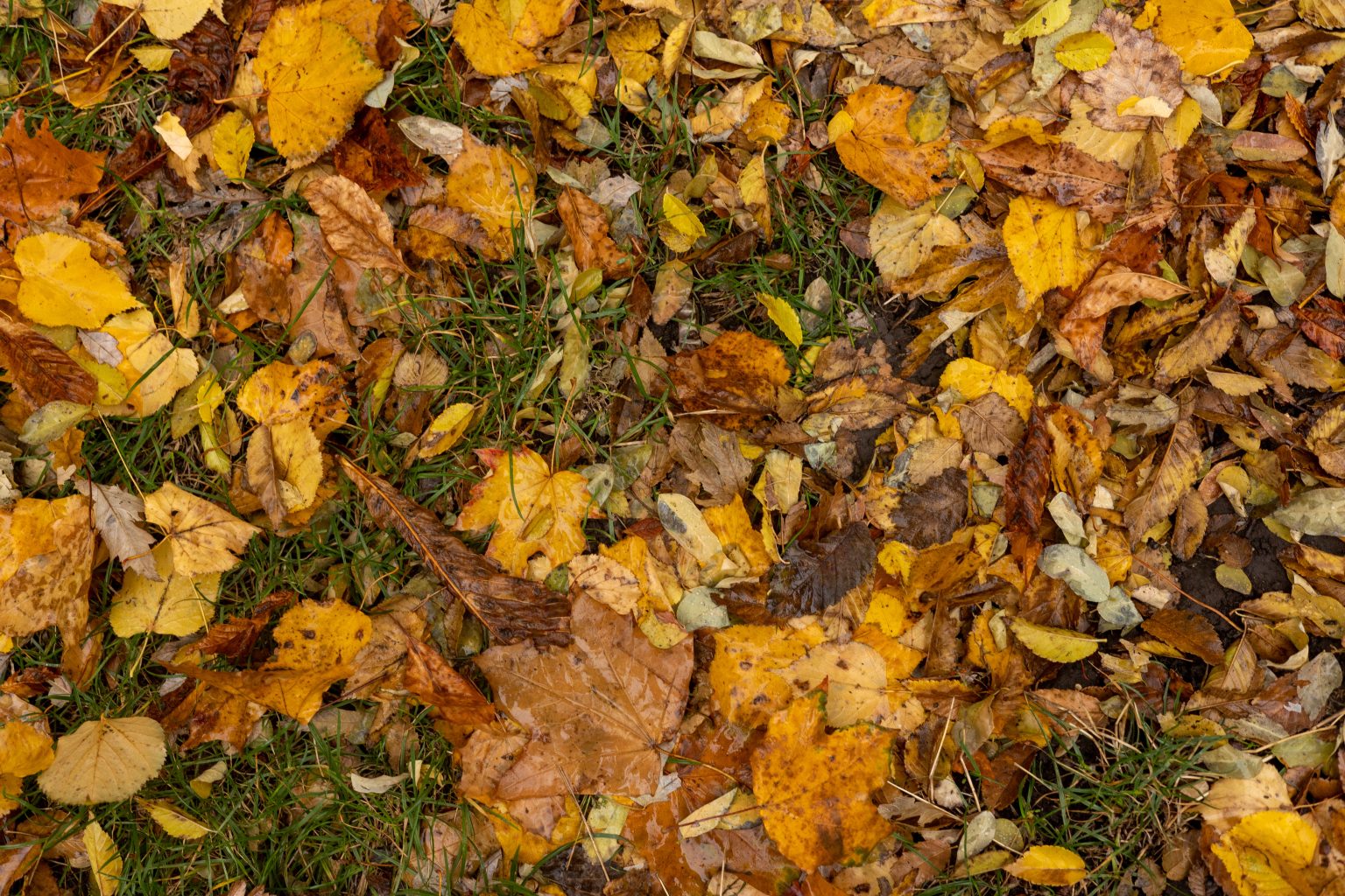 Leaf Blowers | High-Performance Solutions for UK Gardens
